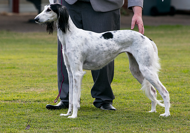 Saluki Breeds