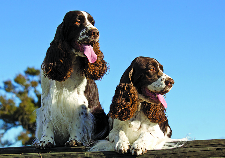 English Springer Spaniel Breeds