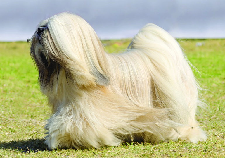 Lhasa Apso Breeds