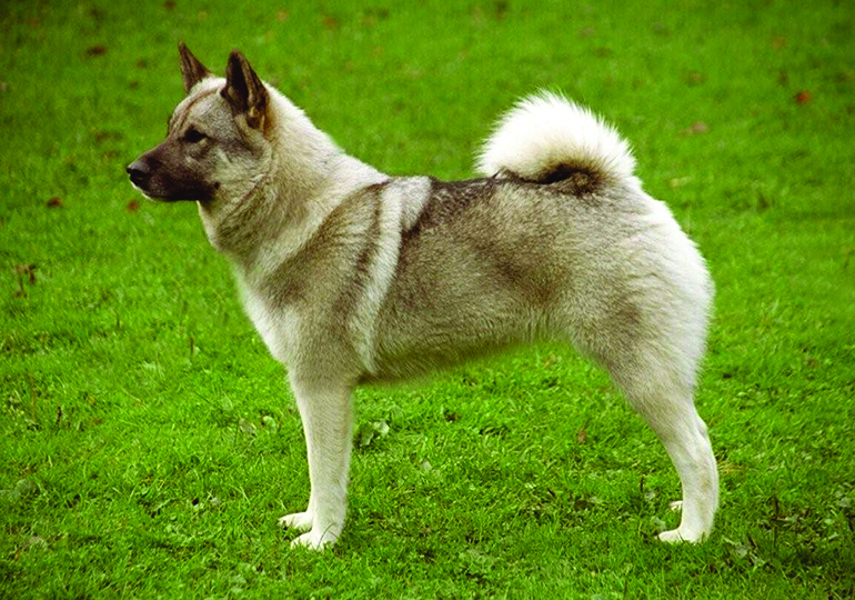 Norwegian Elkhound Breeds