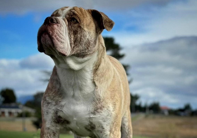 Australasian Bosdog Breeds